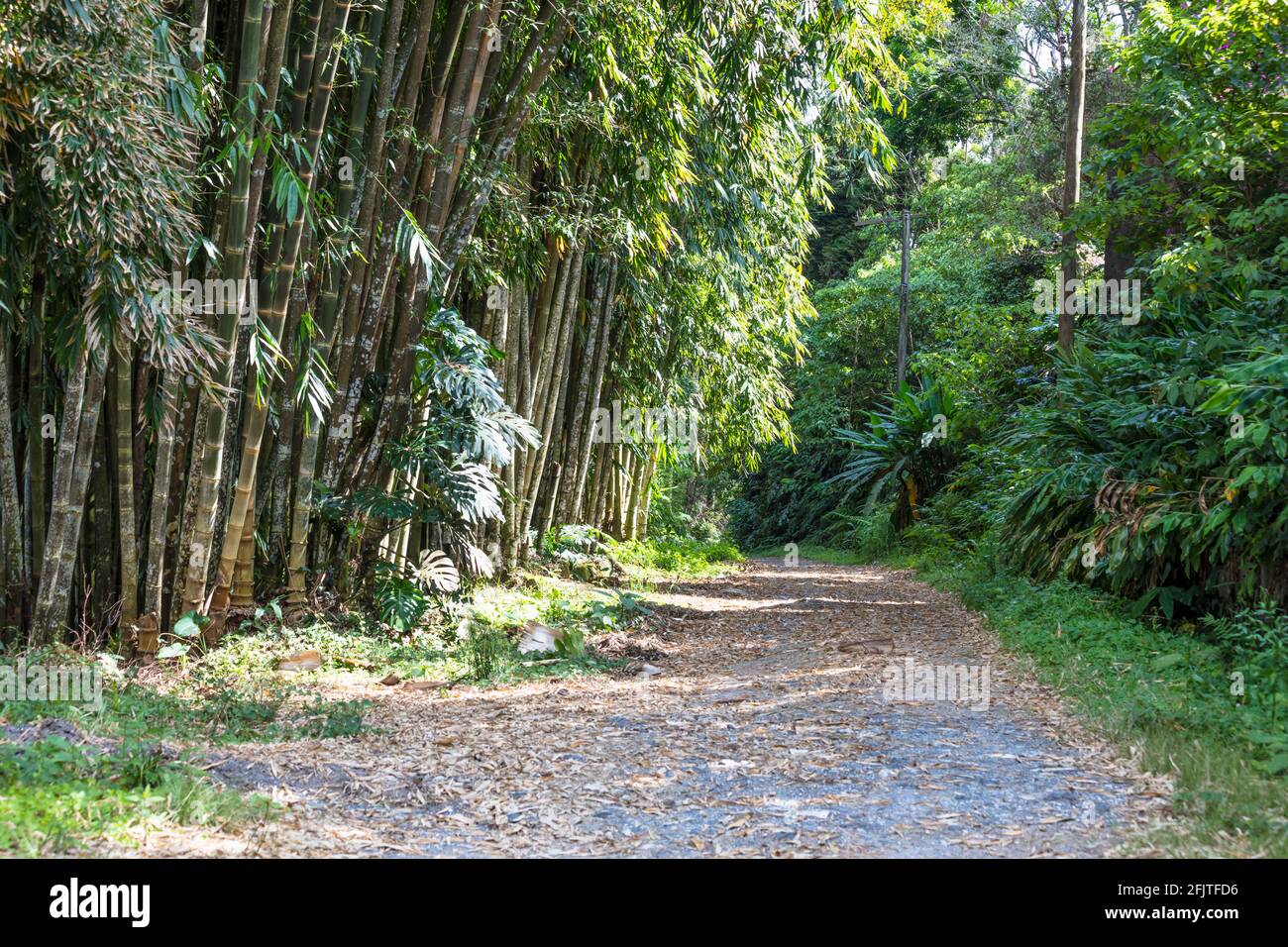 Road surrounded by bamboo plants Stock Photo - Alamy