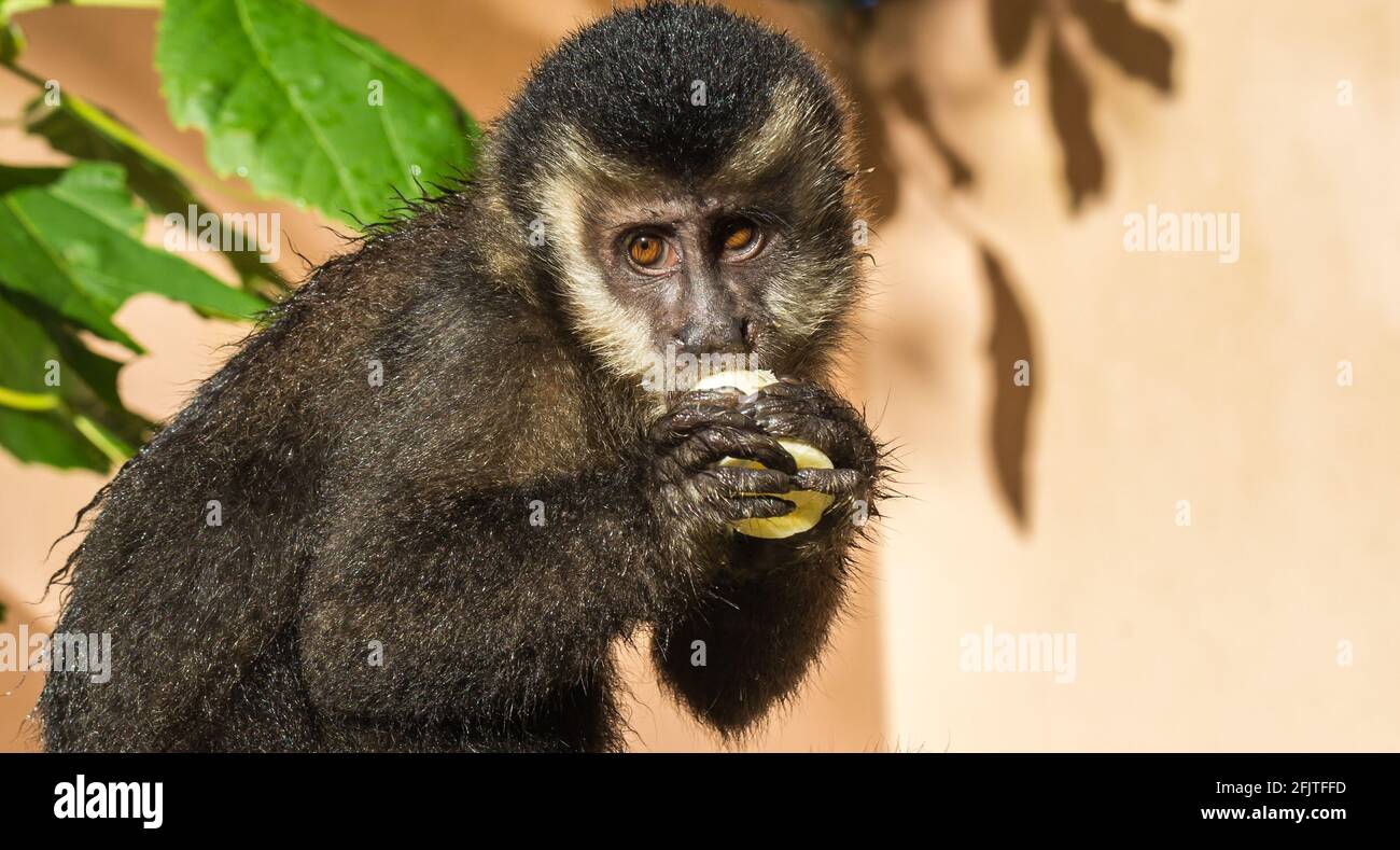 Closeup shot of a cute capuchin monkey eating a banana Stock Photo - Alamy