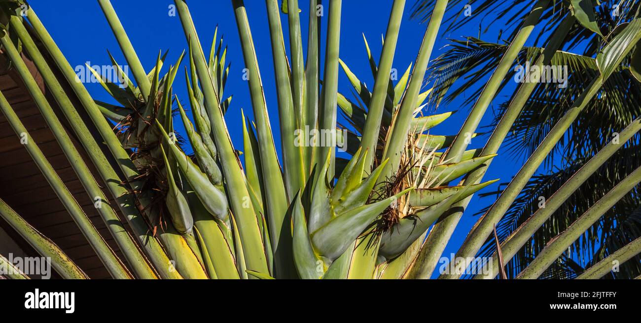 Beautiful shot exotic tropical hi-res stock photography and images - Alamy