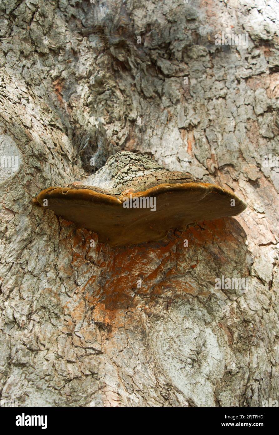 Phellinus rimosus hi-res stock photography and images - Alamy