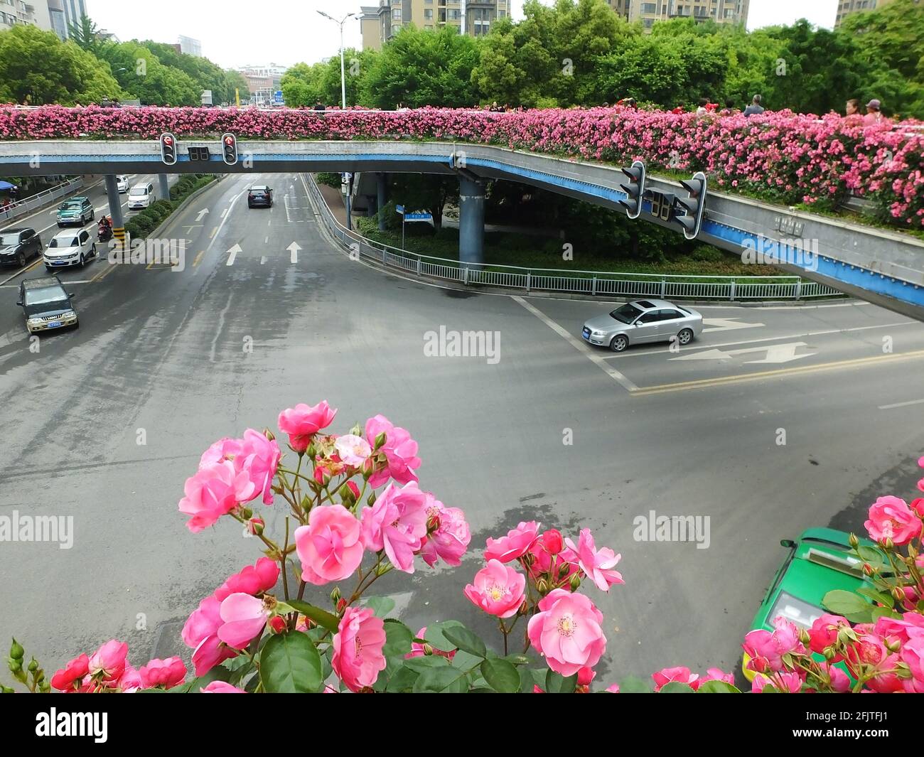 YICHANG, CHINA - APRIL 26, 2021 - Chinese roses are in full bloom on a ...