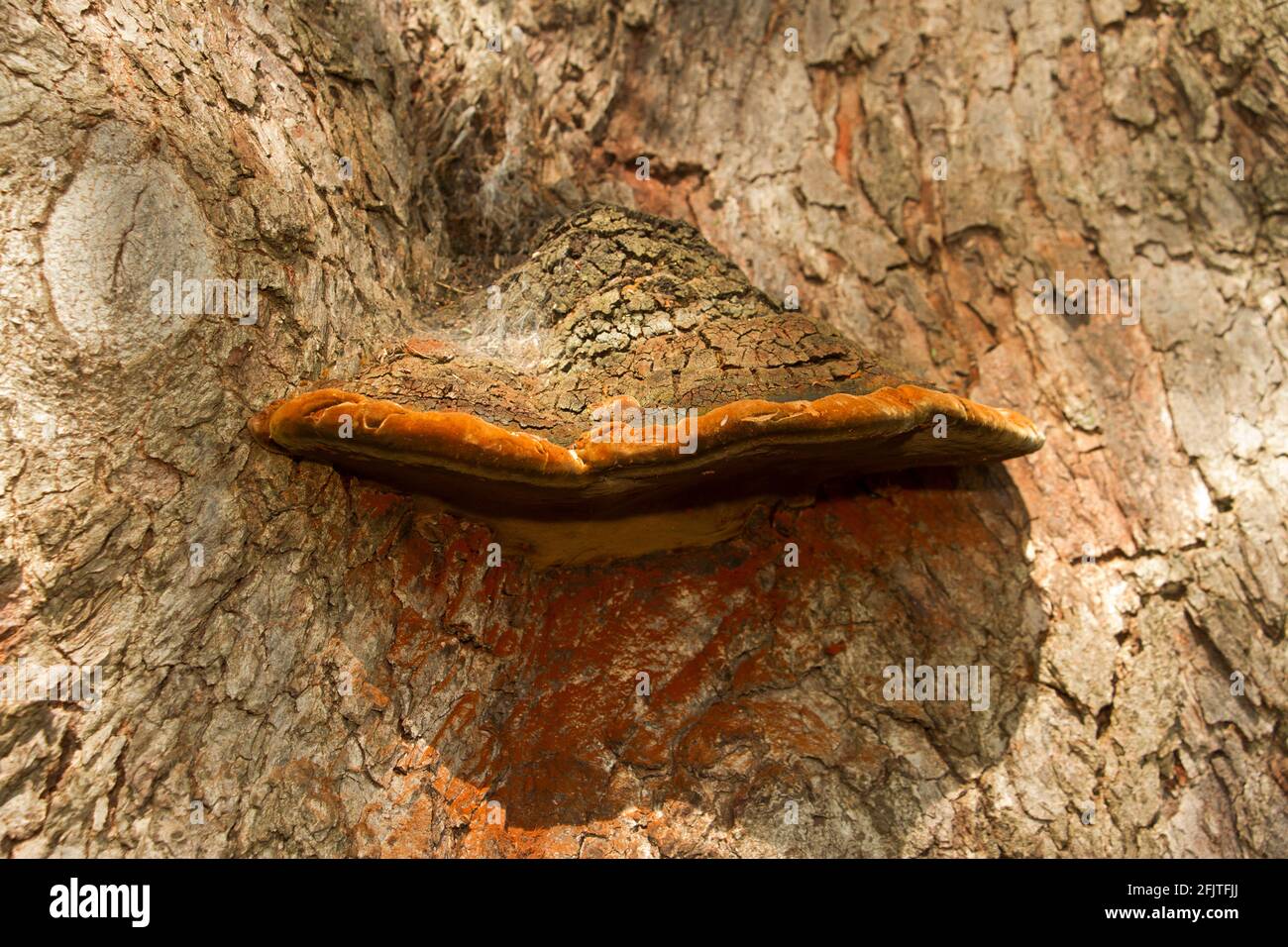 Cracked Bracket is an inedible polypore fungus that is parthenogenic on ...