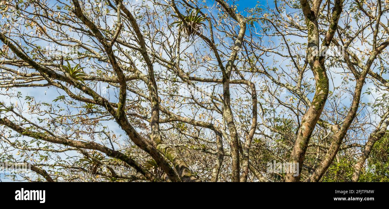 Panoramic shot of the mossy branches of a tree Stock Photo - Alamy