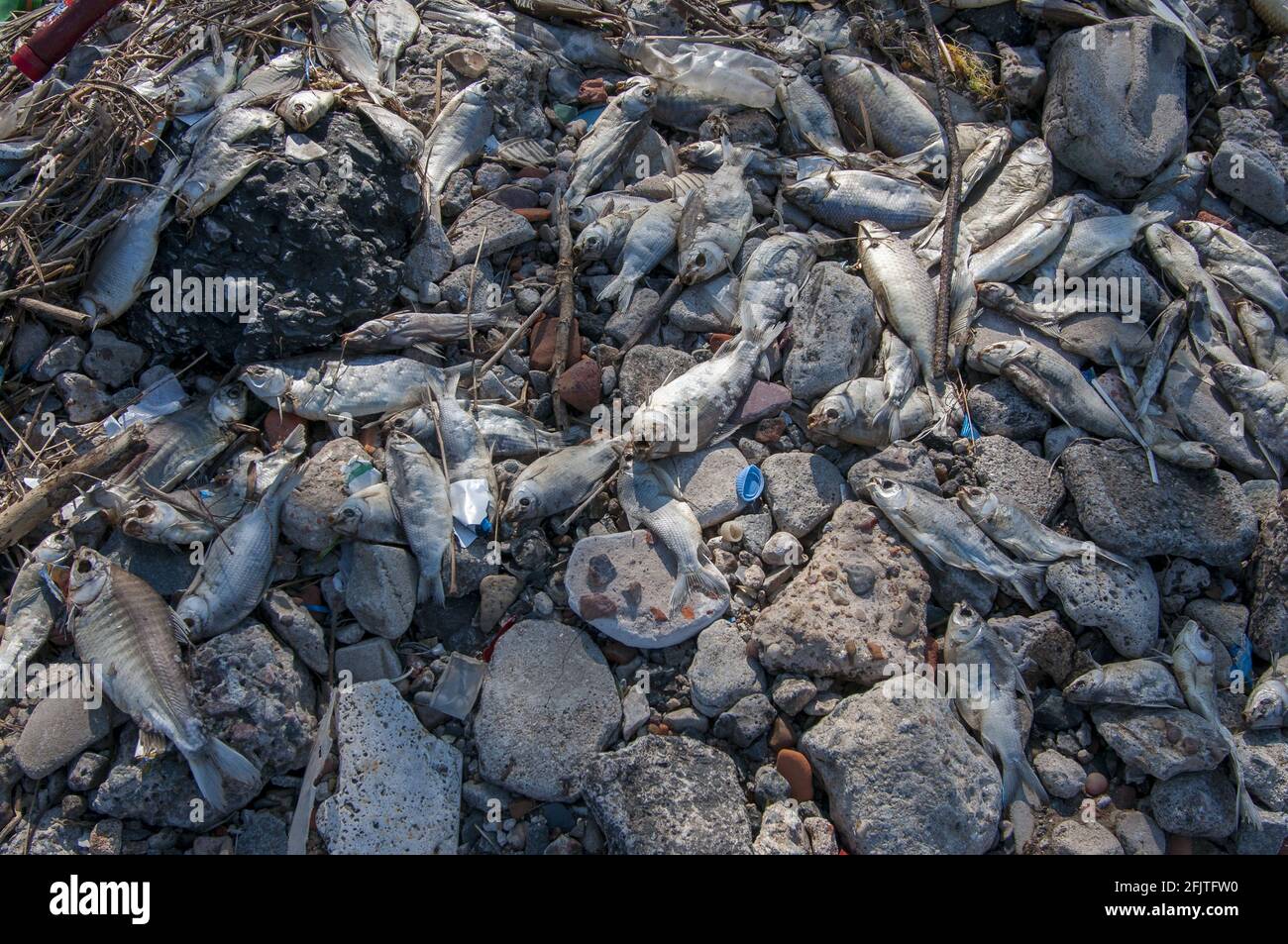 Closeup of dead fishes caused by pollution near a thermal power station ...