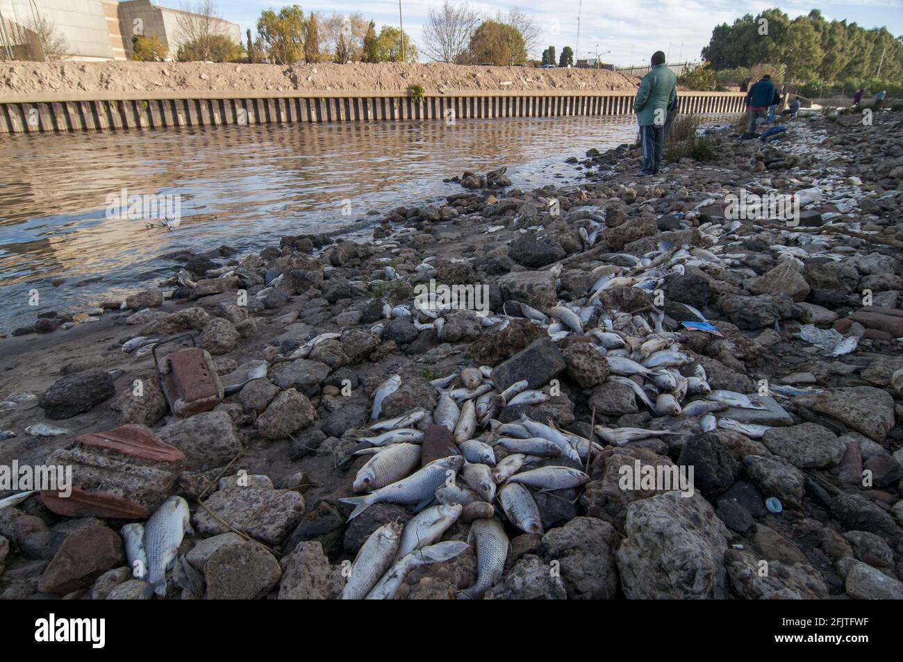 Closeup of dead fishes caused by pollution near a thermal power station ...