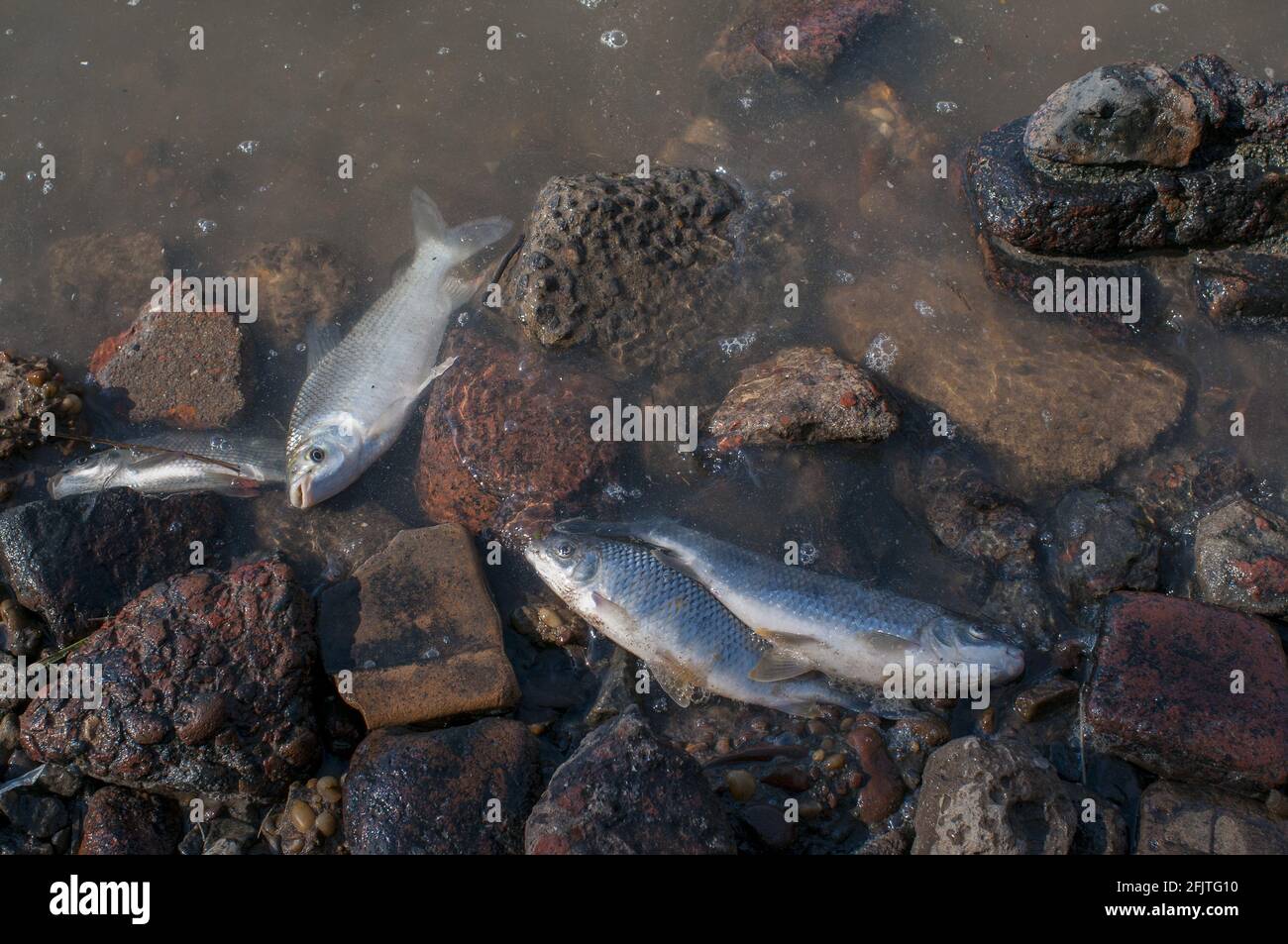 Thermal pollution fish hi-res stock photography and images - Alamy