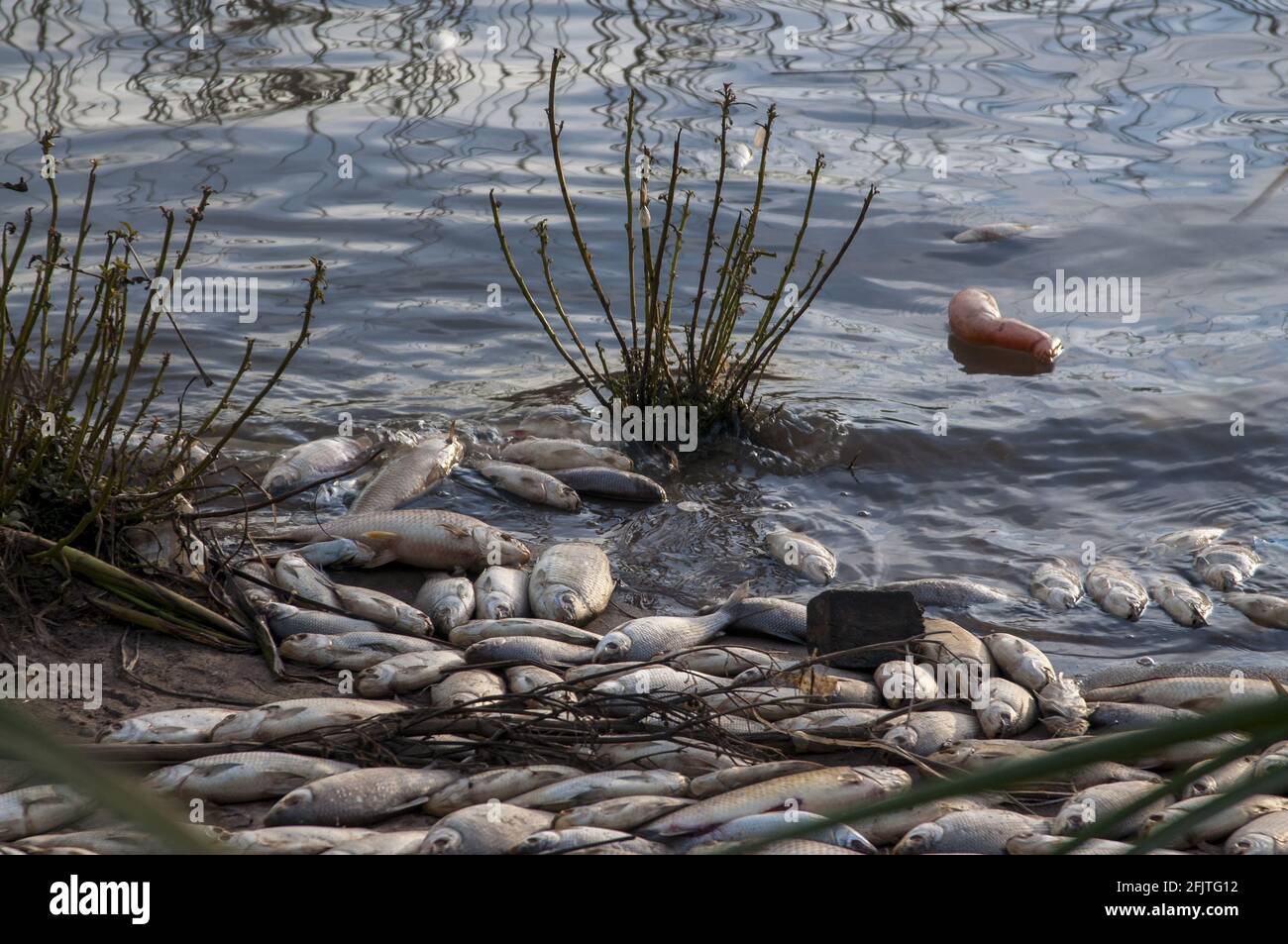 Closeup of dead fishes caused by pollution near a thermal power station ...