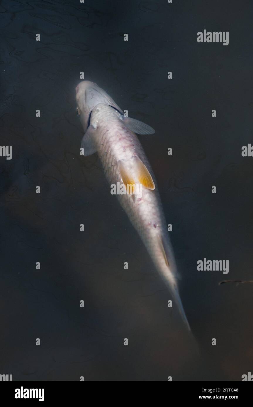 Thermal pollution fish hi-res stock photography and images - Alamy