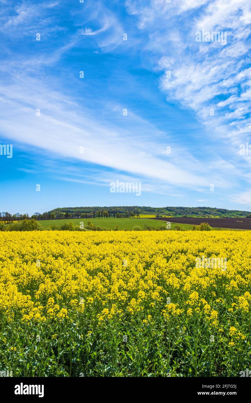 Flowering rapeseed field in a beautiful landscape Stock Photo - Alamy