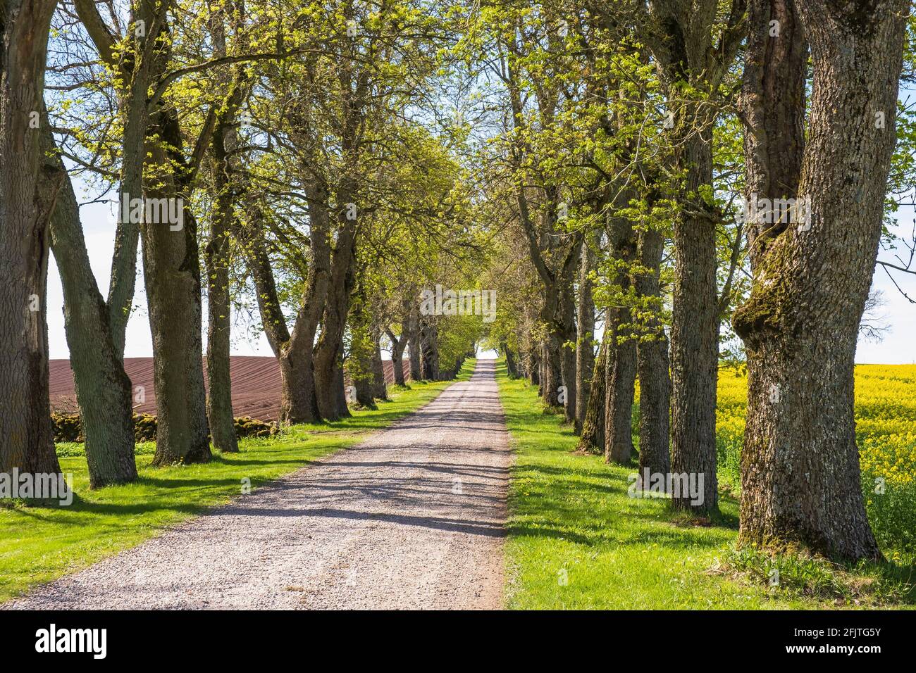 Country gravel road lined trees hi-res stock photography and images - Alamy