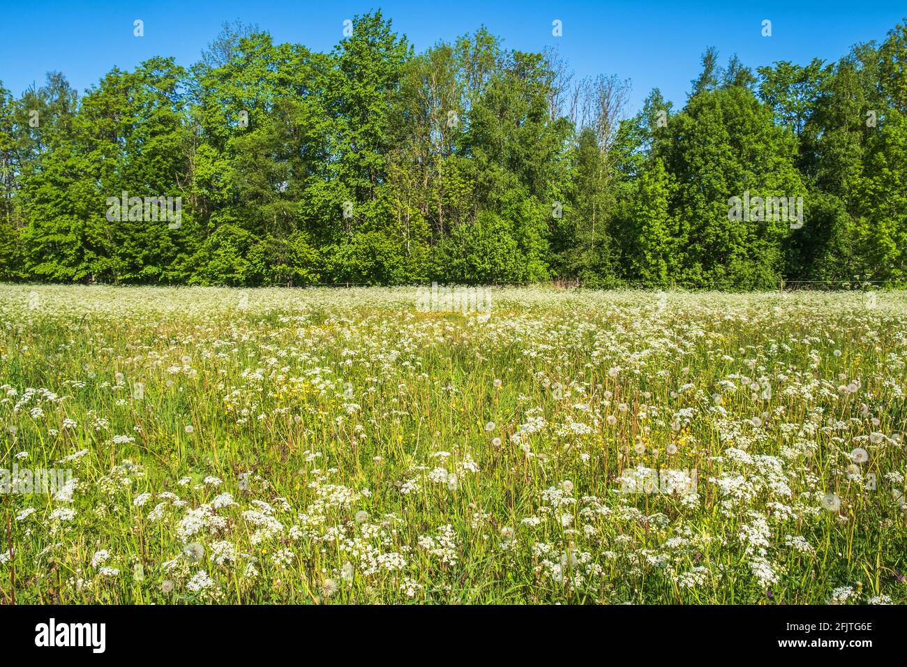 Leafy Cow High Resolution Stock Photography and Images - Alamy