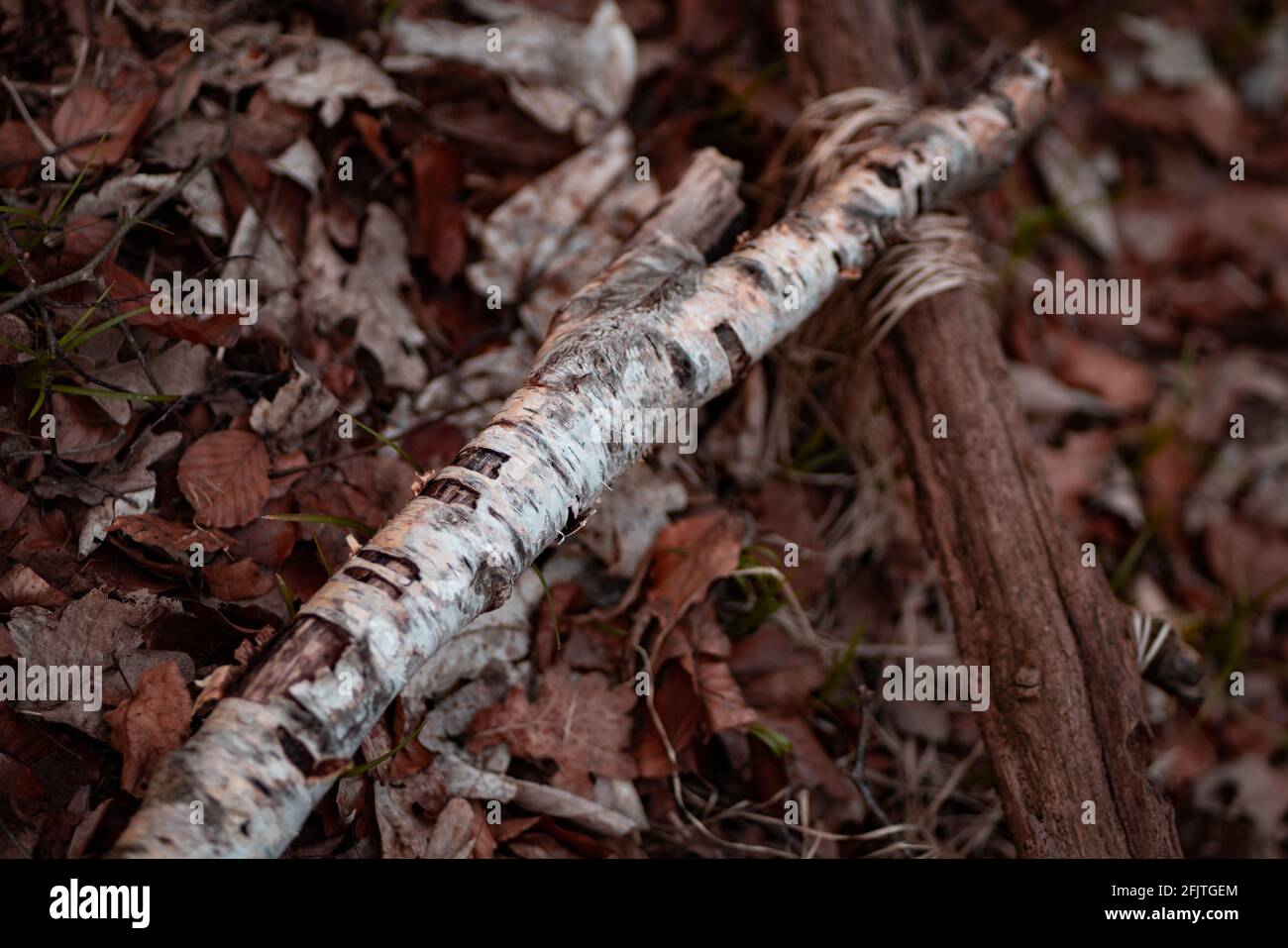 Beautiful shot of a forest in the daytime Stock Photo - Alamy