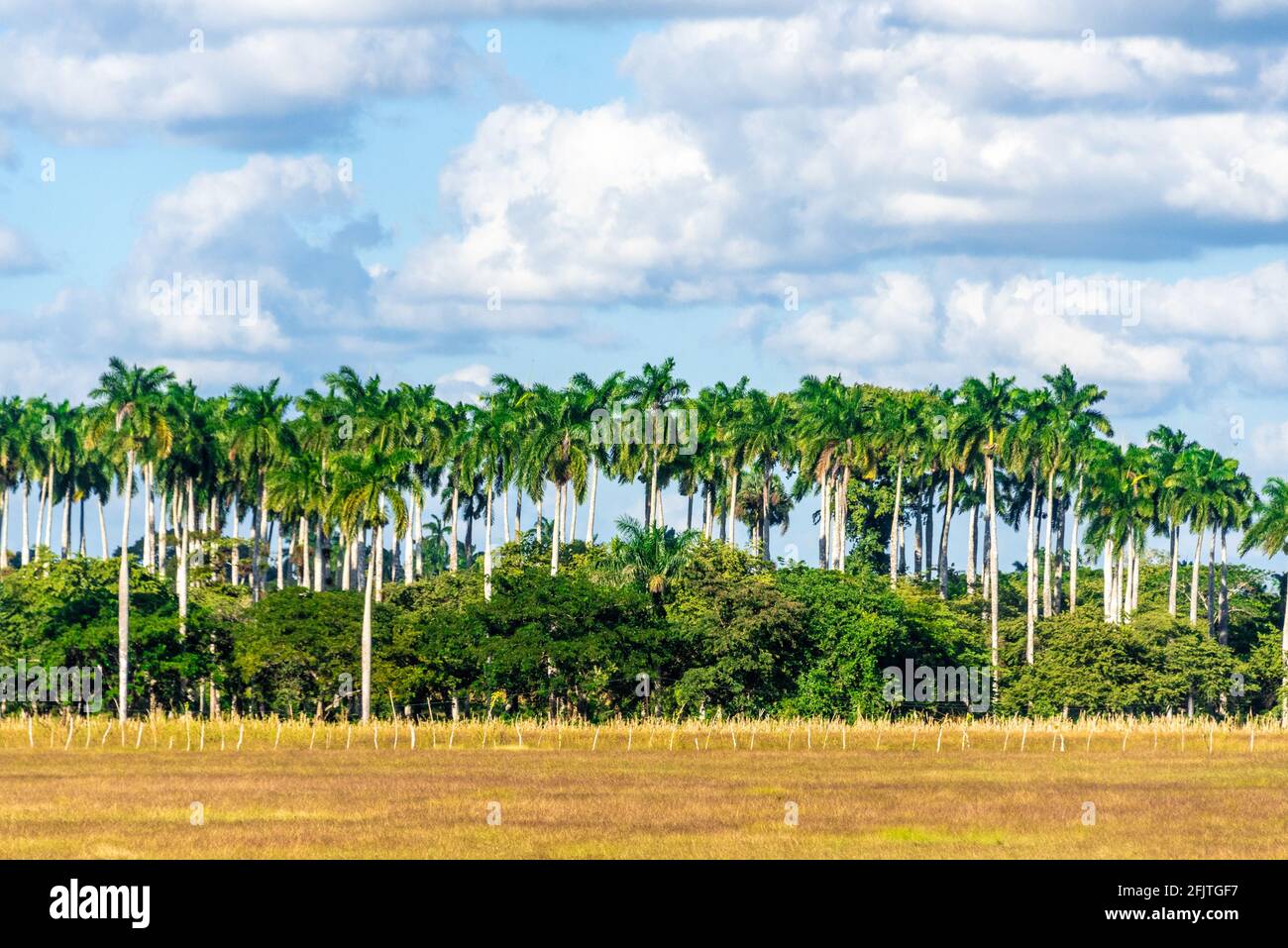 Cuban royal palm tree hi-res stock photography and images - Alamy