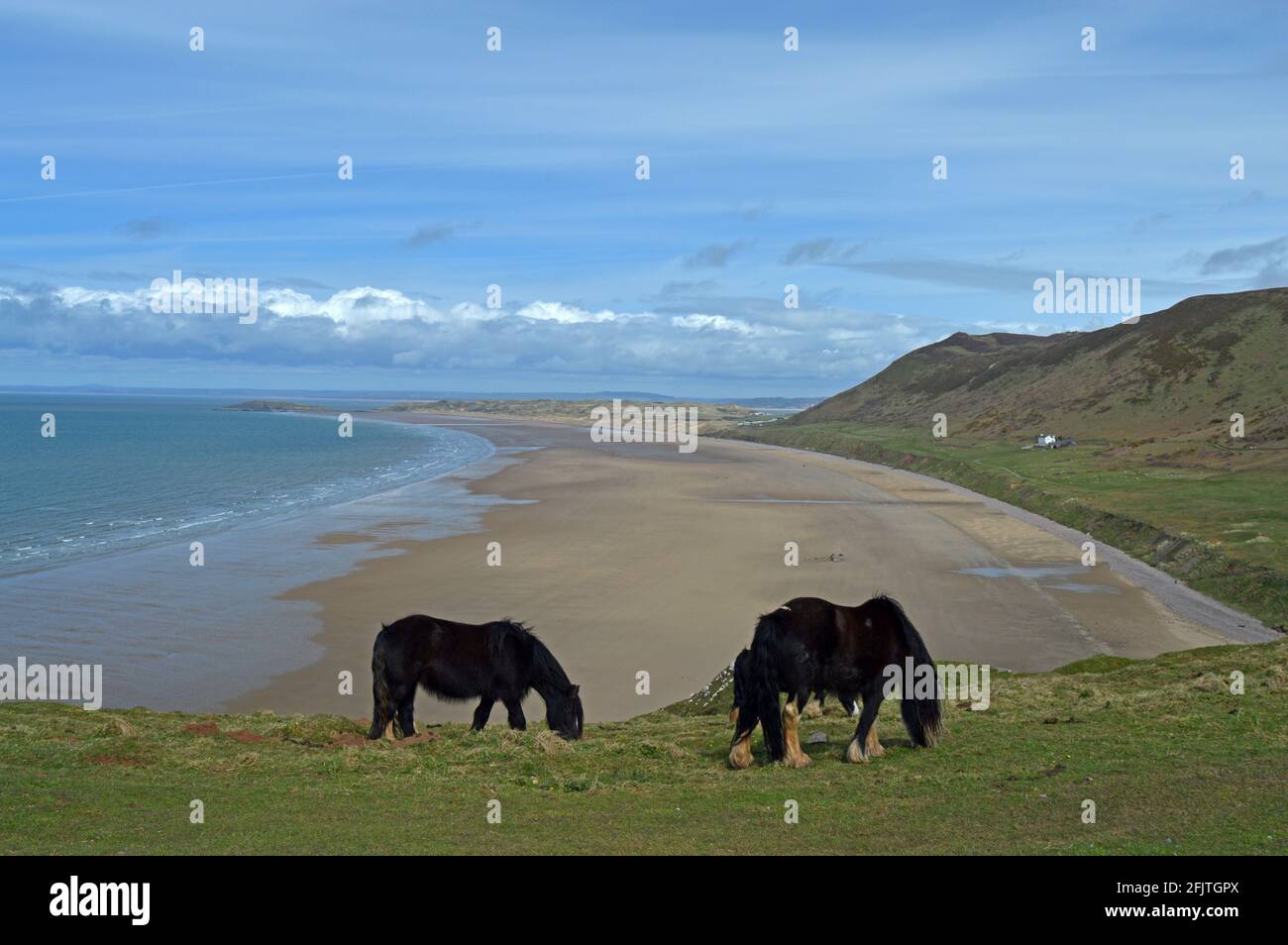 Gower peninsula horses hi-res stock photography and images - Alamy