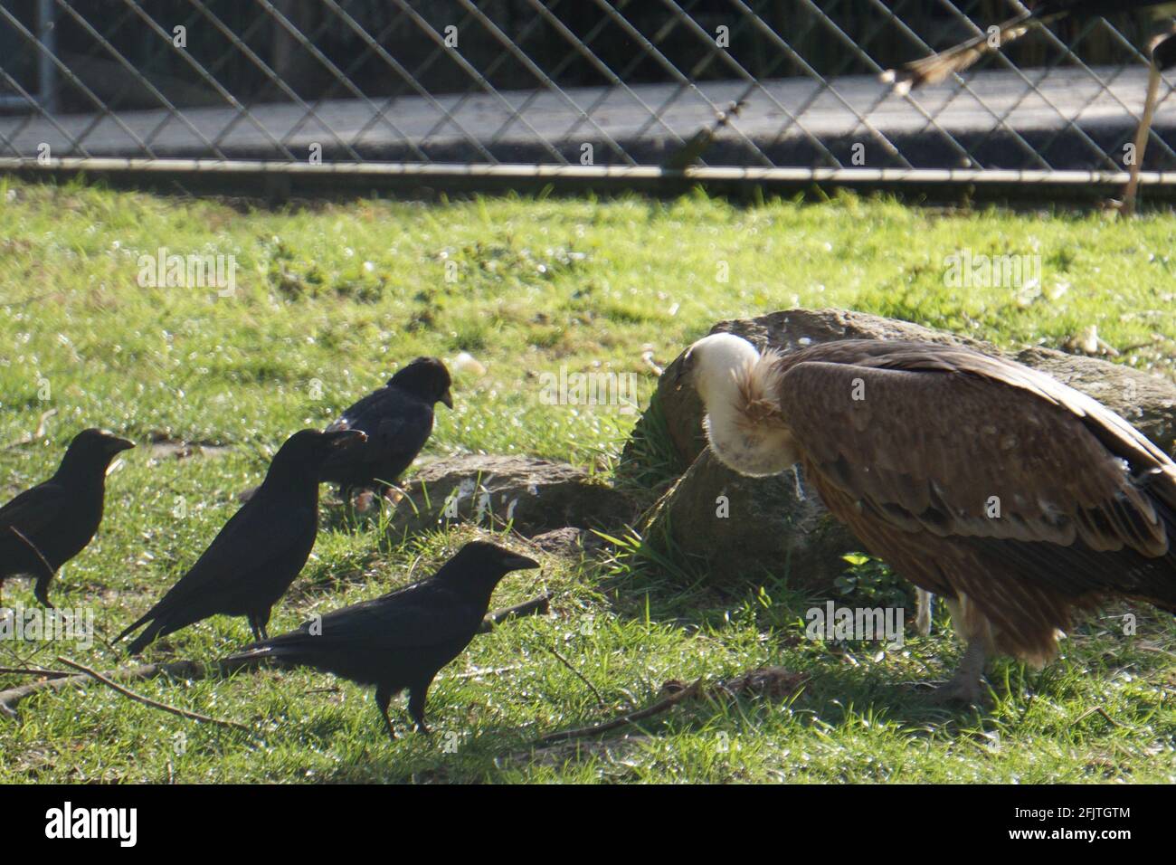 Condor zoo hi-res stock photography and images - Alamy
