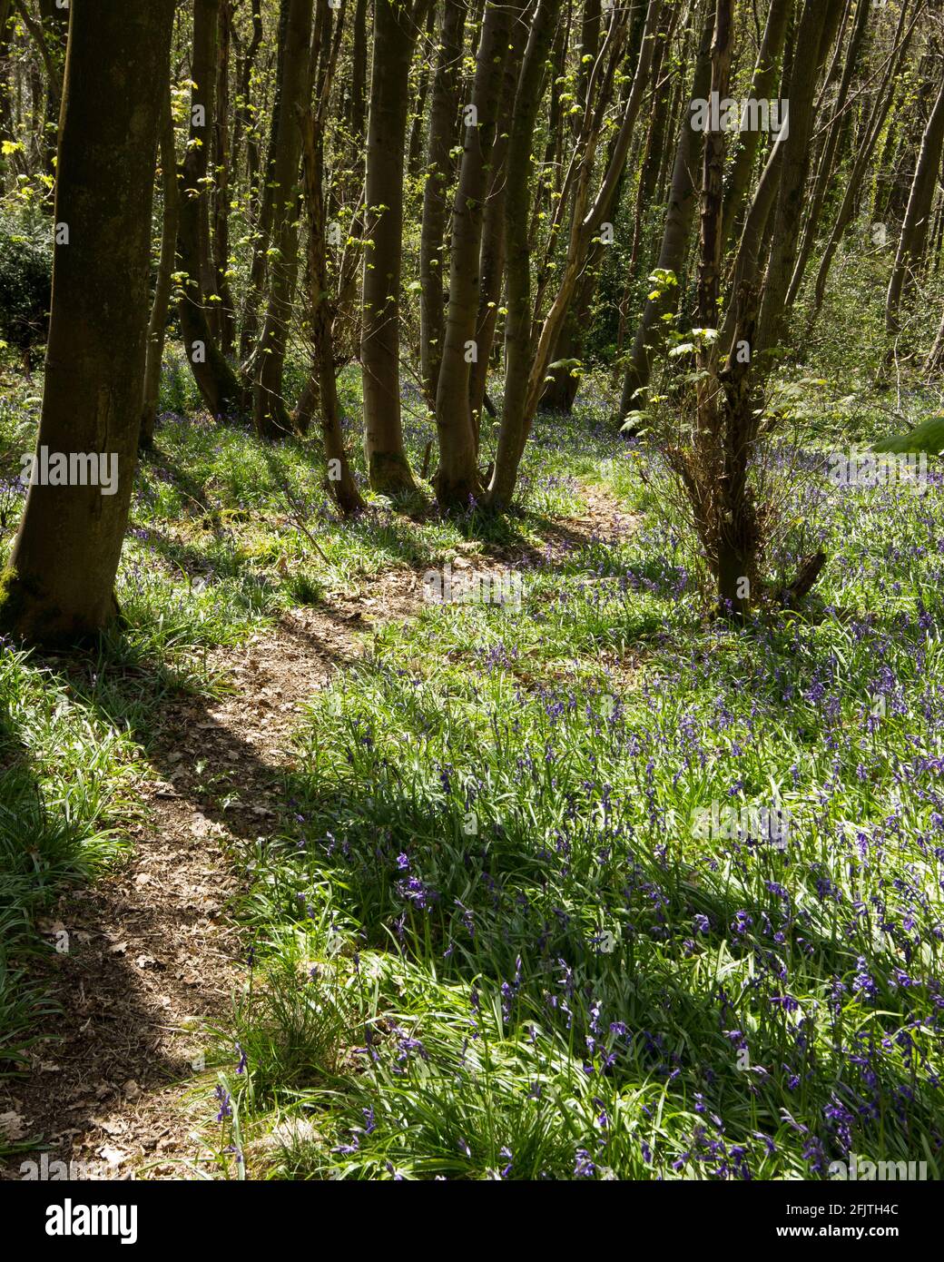 Path through Bluebell woods in England Stock Photo - Alamy