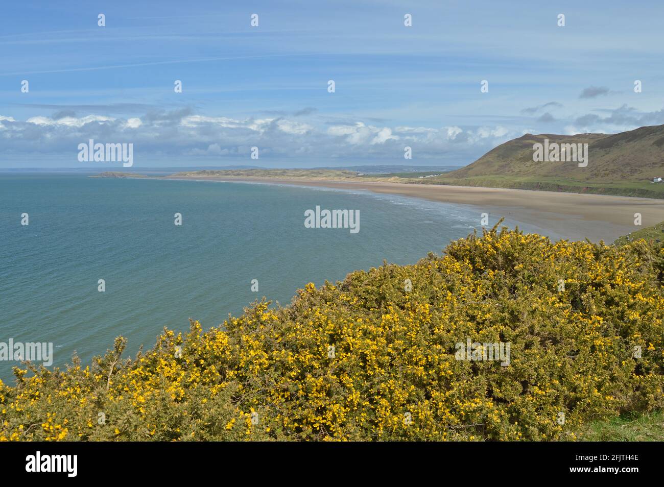 Yellow gorse on clifftop, Rhossili Bay, Gower Peninsula, Wales Stock ...