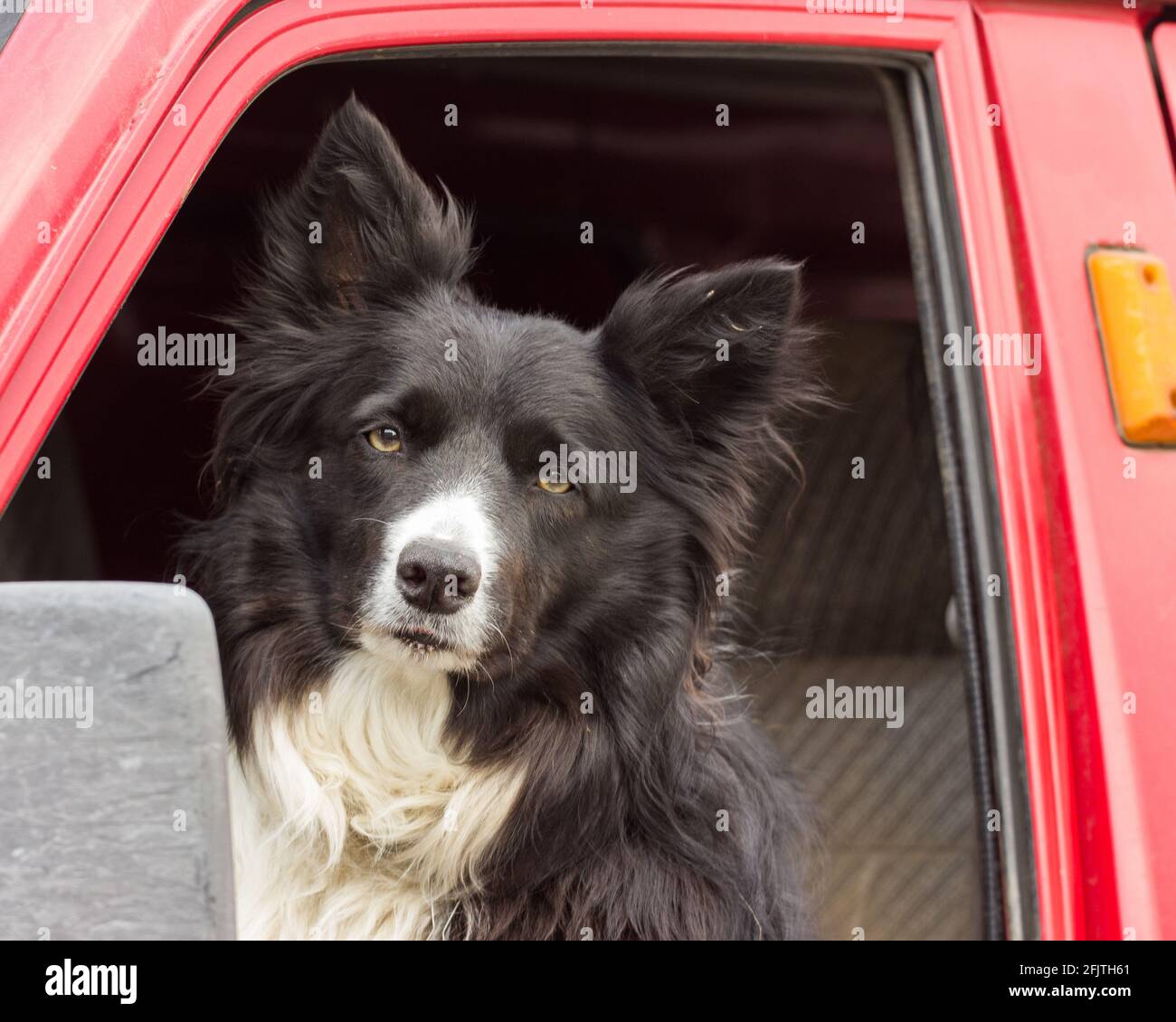 Border collie in car hi-res stock photography and images - Alamy