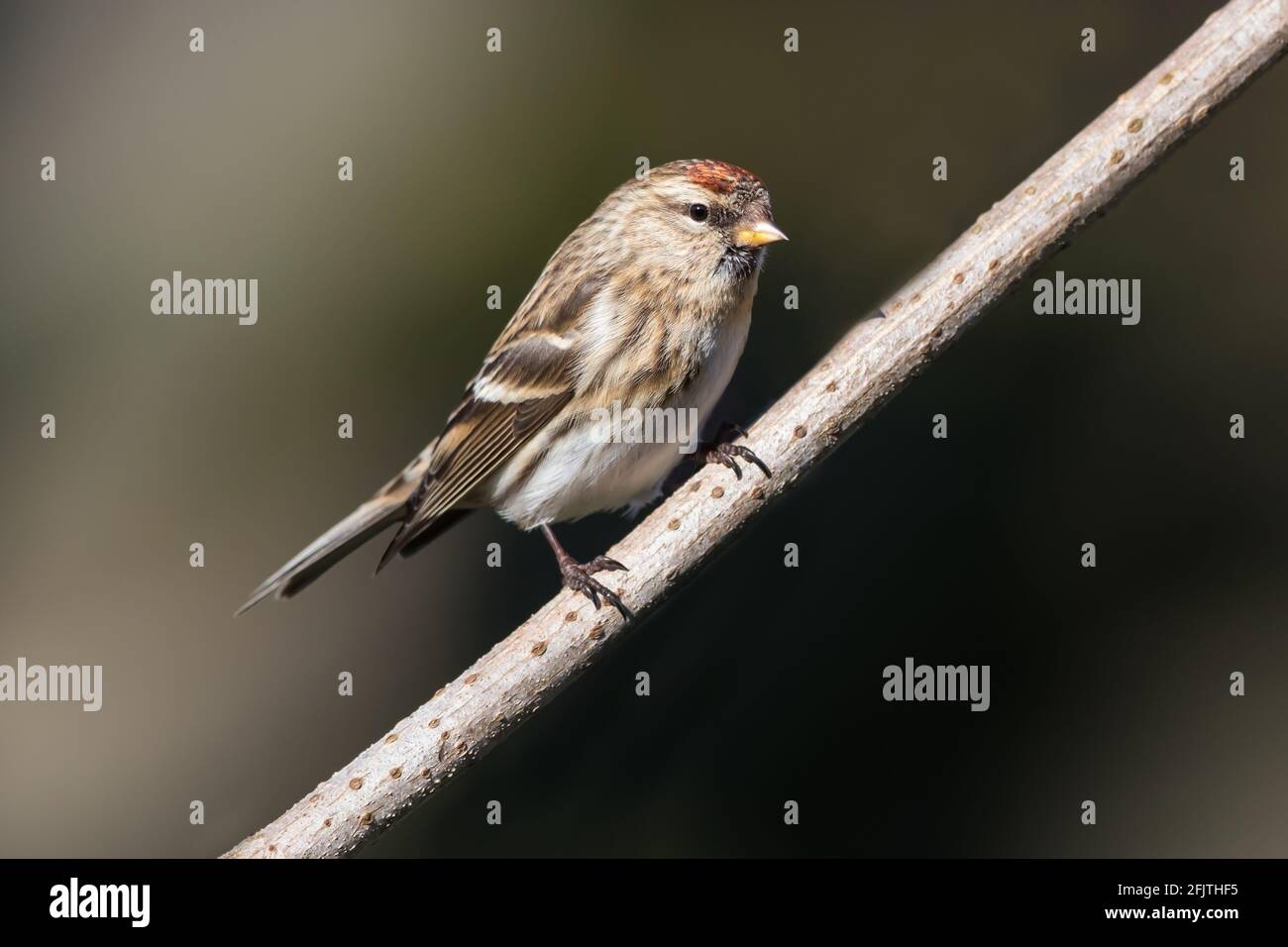 Lesser Redpoll on an Elder twig Stock Photo - Alamy