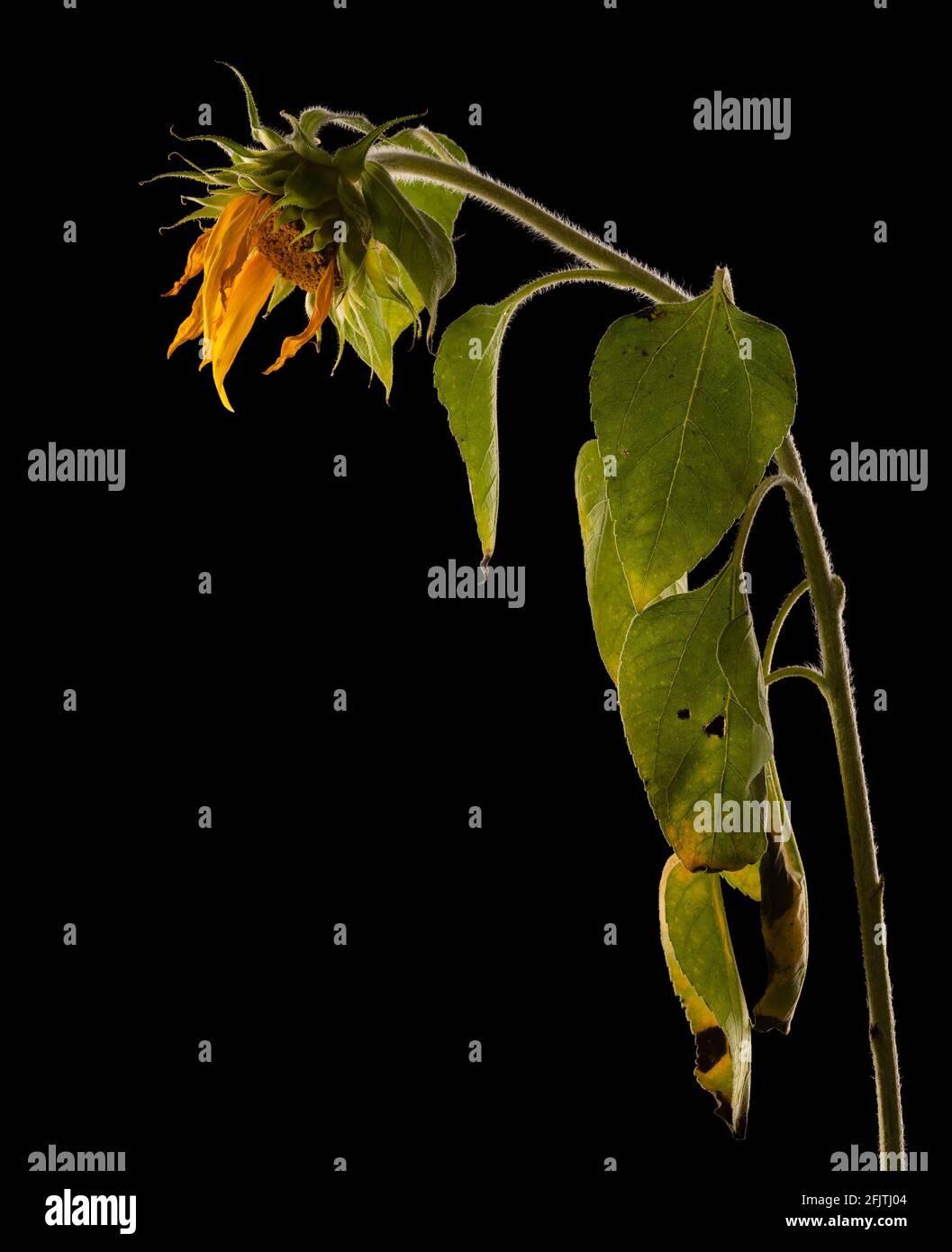 Sunflower flower with faded withered petals isolated on black ...