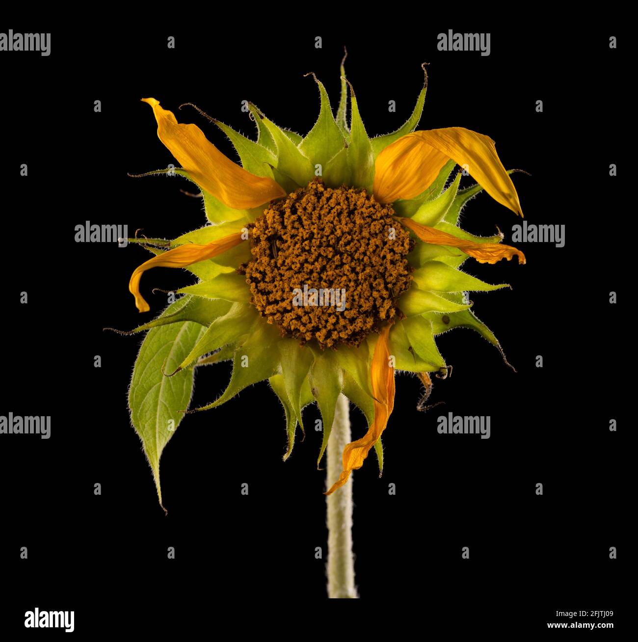 Sunflower with few faded withered petals isolated on black background ...