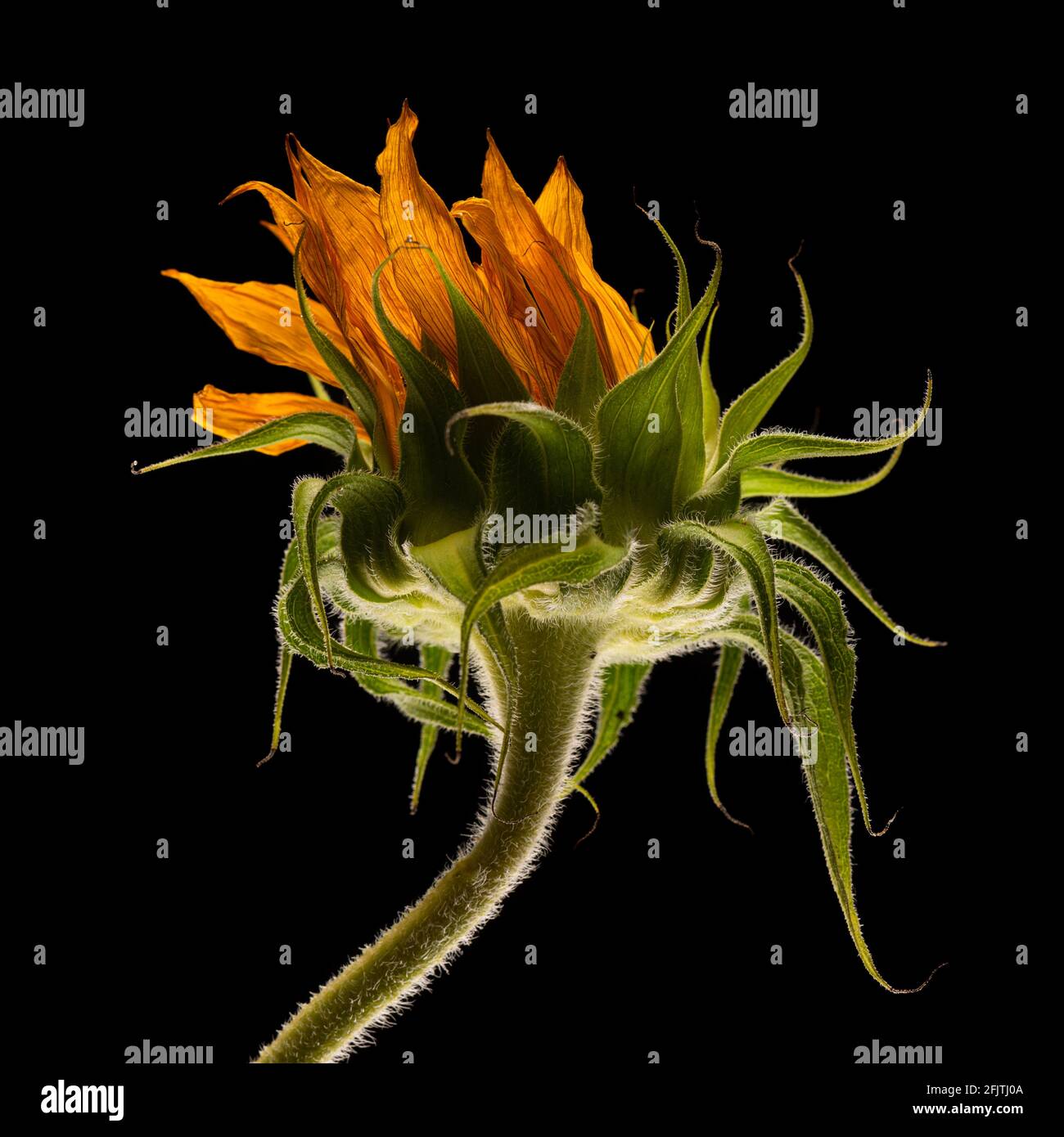 Sunflower flower with petals wither and form torch fire flame shape ...