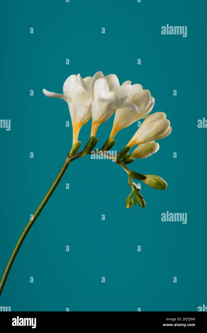 Freesia stem with white blooming flowers and buds isolated on blue ...
