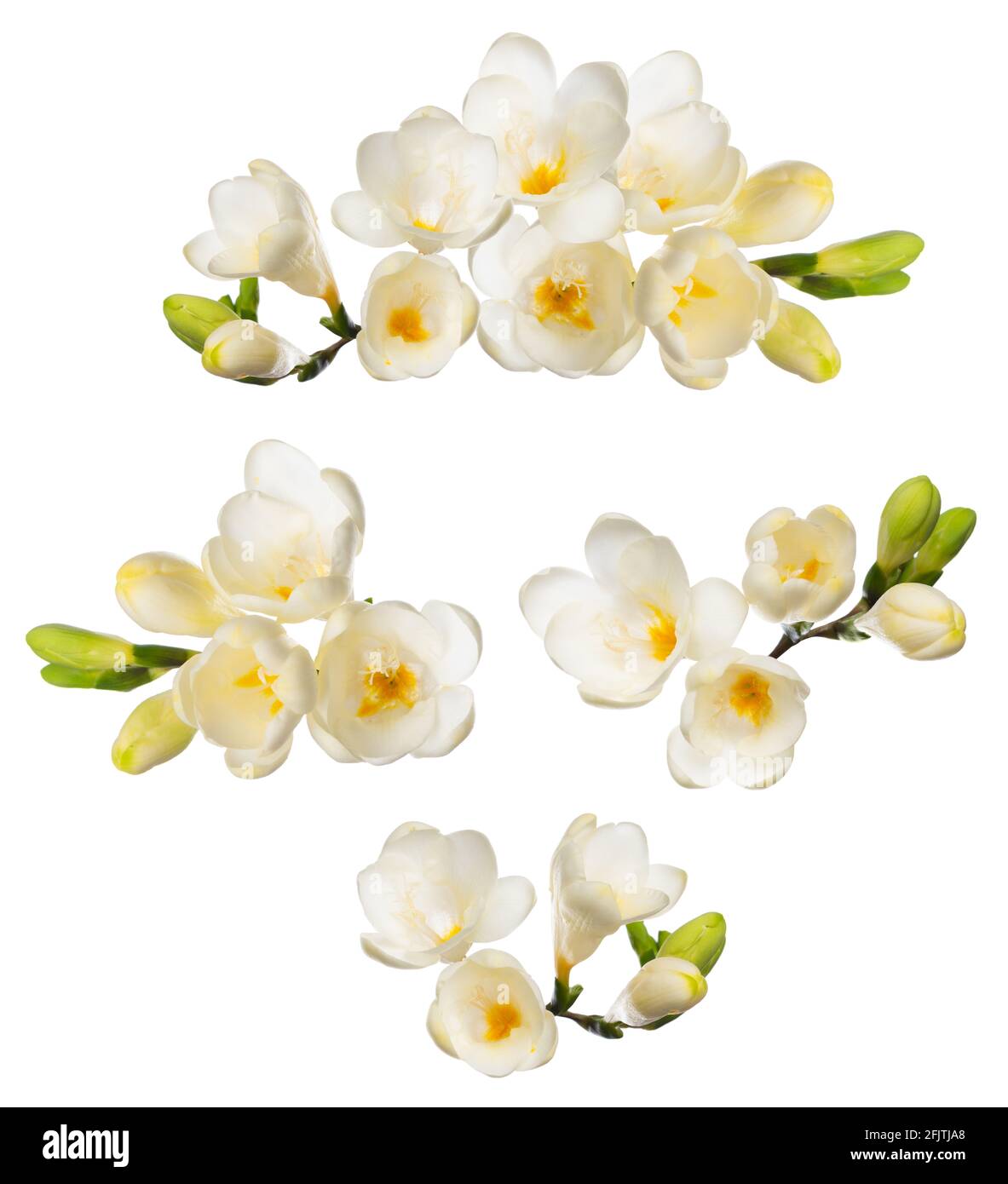 Freesia flowers and buds isolated on white background. White blooming ...