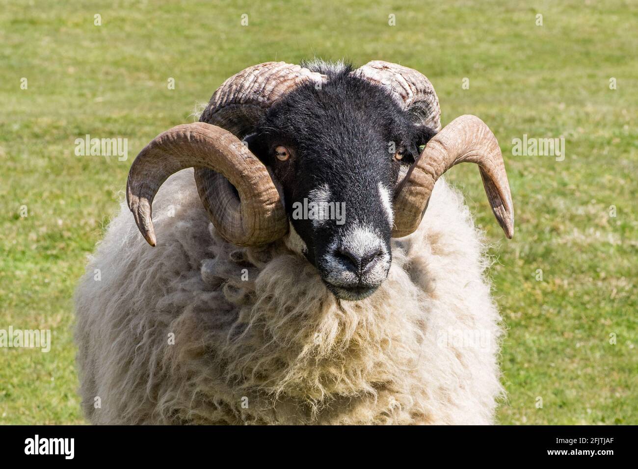 A 'Dalesbred' sheep breed Stock Photo - Alamy