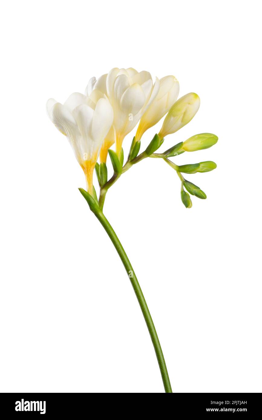Freesia stem with white blooming flowers and buds isolated on white ...