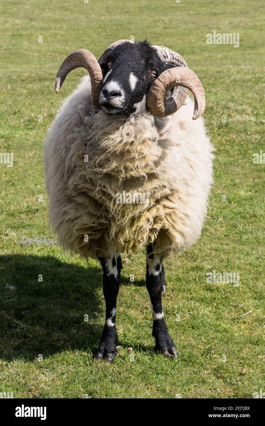 A 'Dalesbred' sheep breed Stock Photo - Alamy