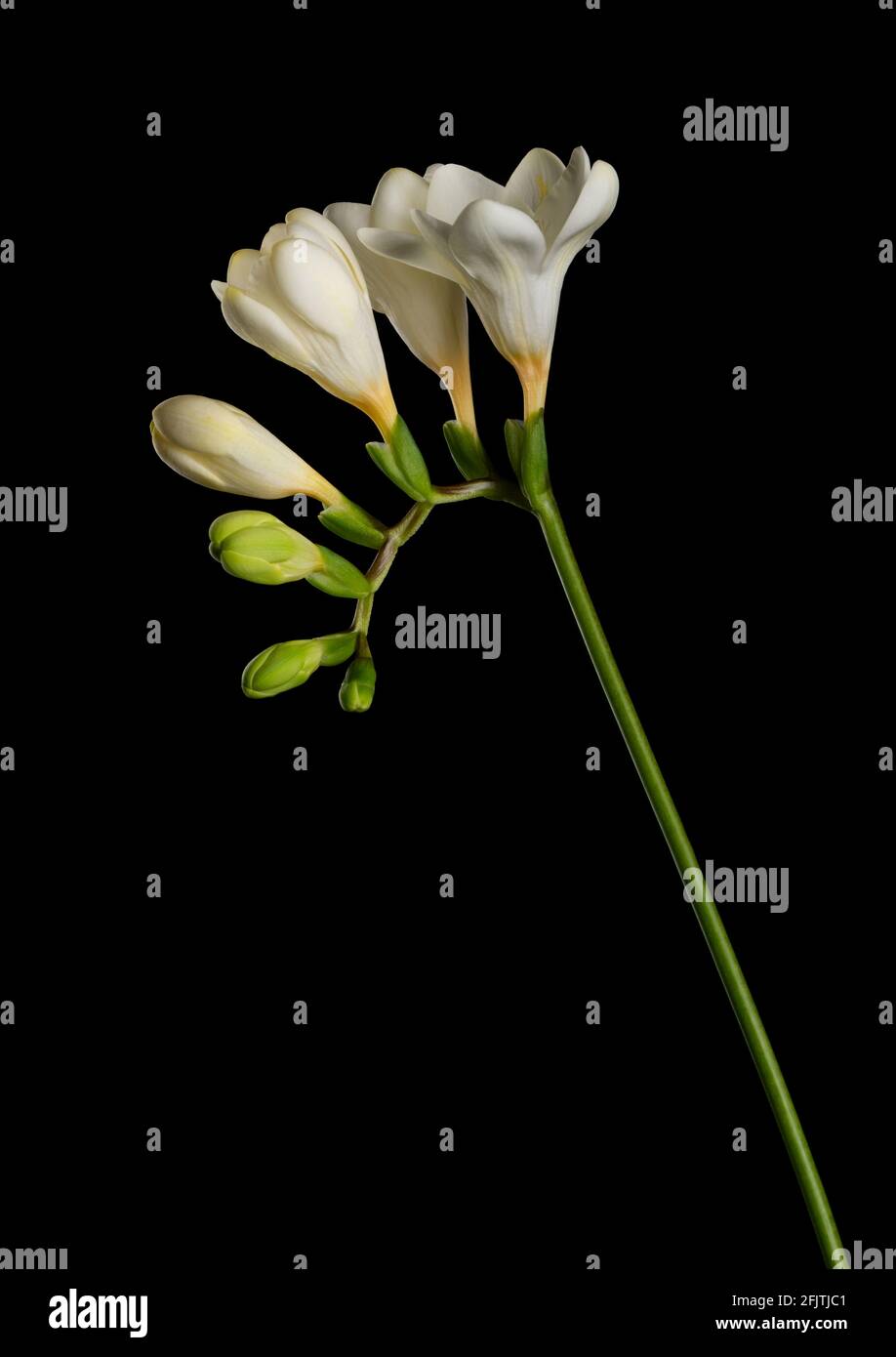 Freesia stem with white blooming flowers and buds isolated on black ...