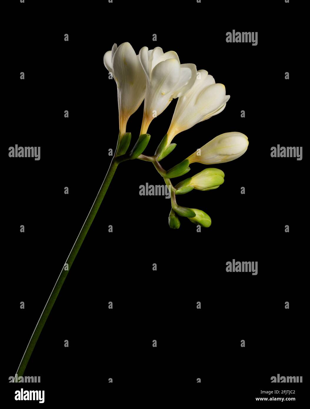 Freesia stem with white blooming flowers and buds isolated on black ...