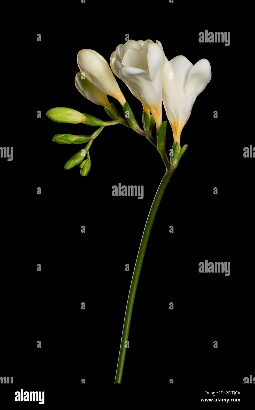 Freesia stem with white blooming flowers and buds isolated on black ...