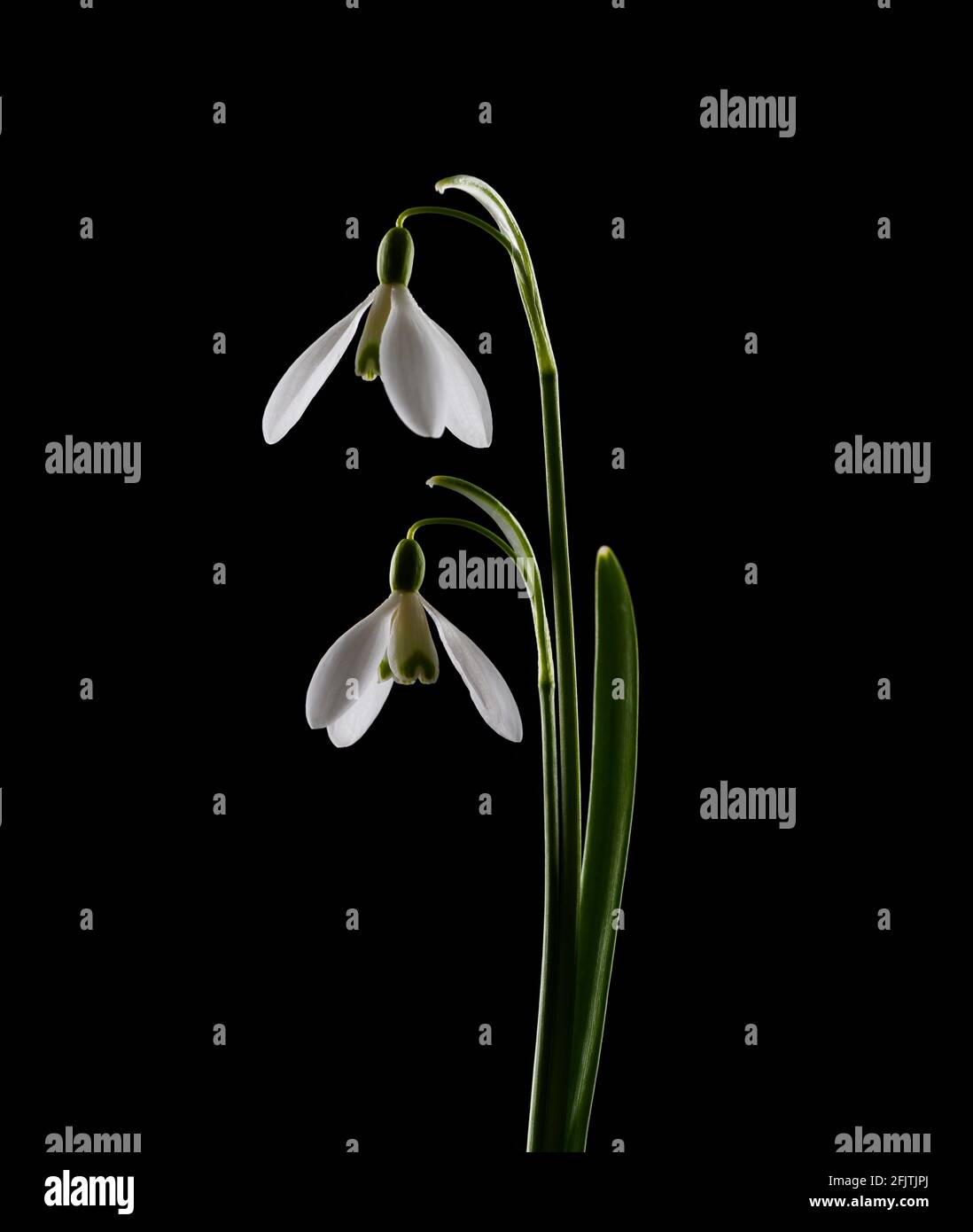 Spring Snowdrops isolated on black background Stock Photo - Alamy