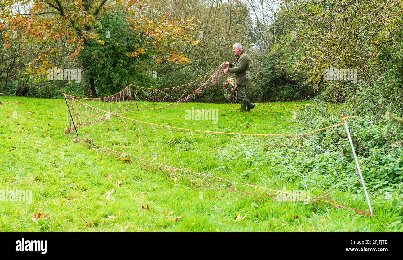 Kent, England, UK - A pest controller and warrener, working with a long ...