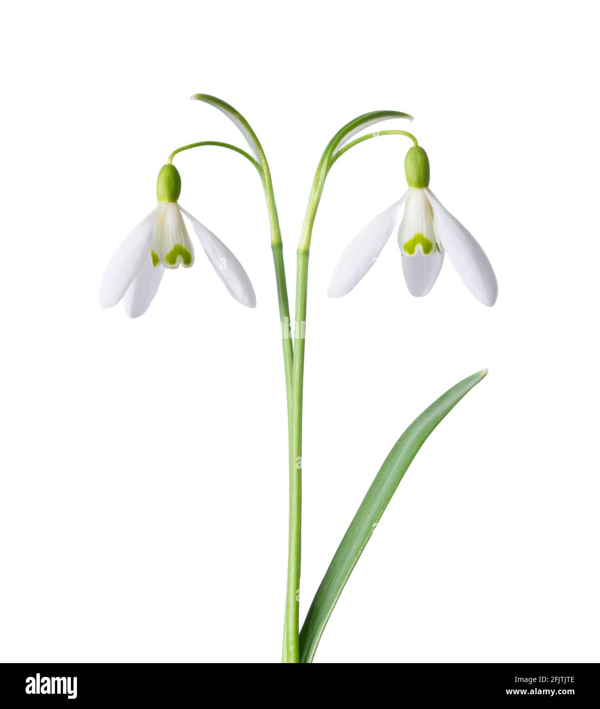 Spring snowdrops, blooming and fresh, isolated on white background ...