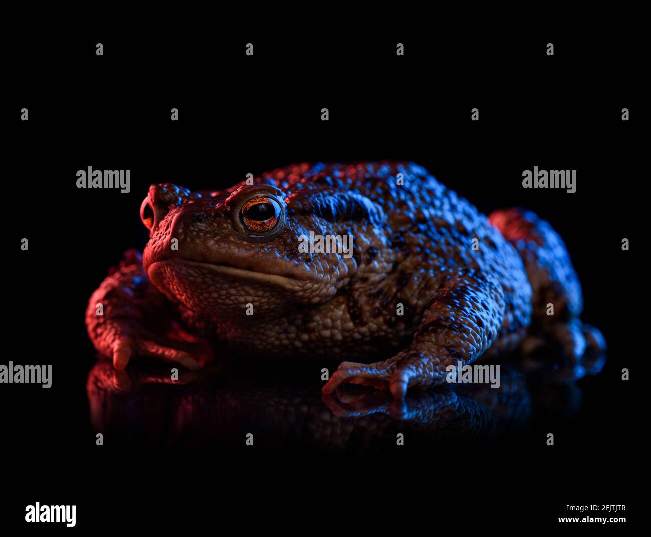 Common toad portrait in red and blue neon light isolated on black ...