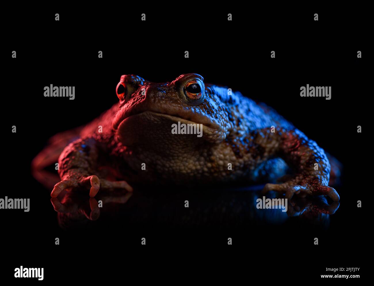 Common toad portrait in red and blue neon light isolated on black ...