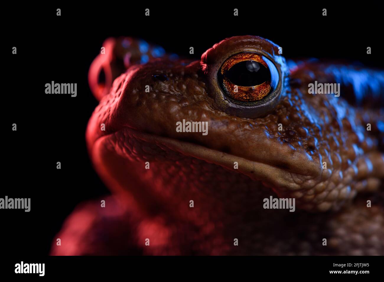 Common toad portrait macro in red and blue neon light Stock Photo - Alamy