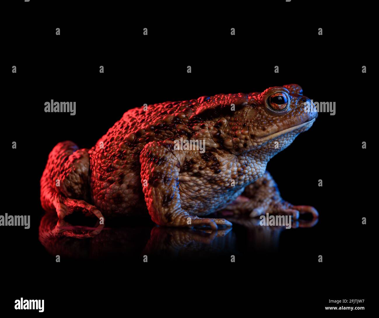 Common toad portrait in red and blue neon light isolated on black ...