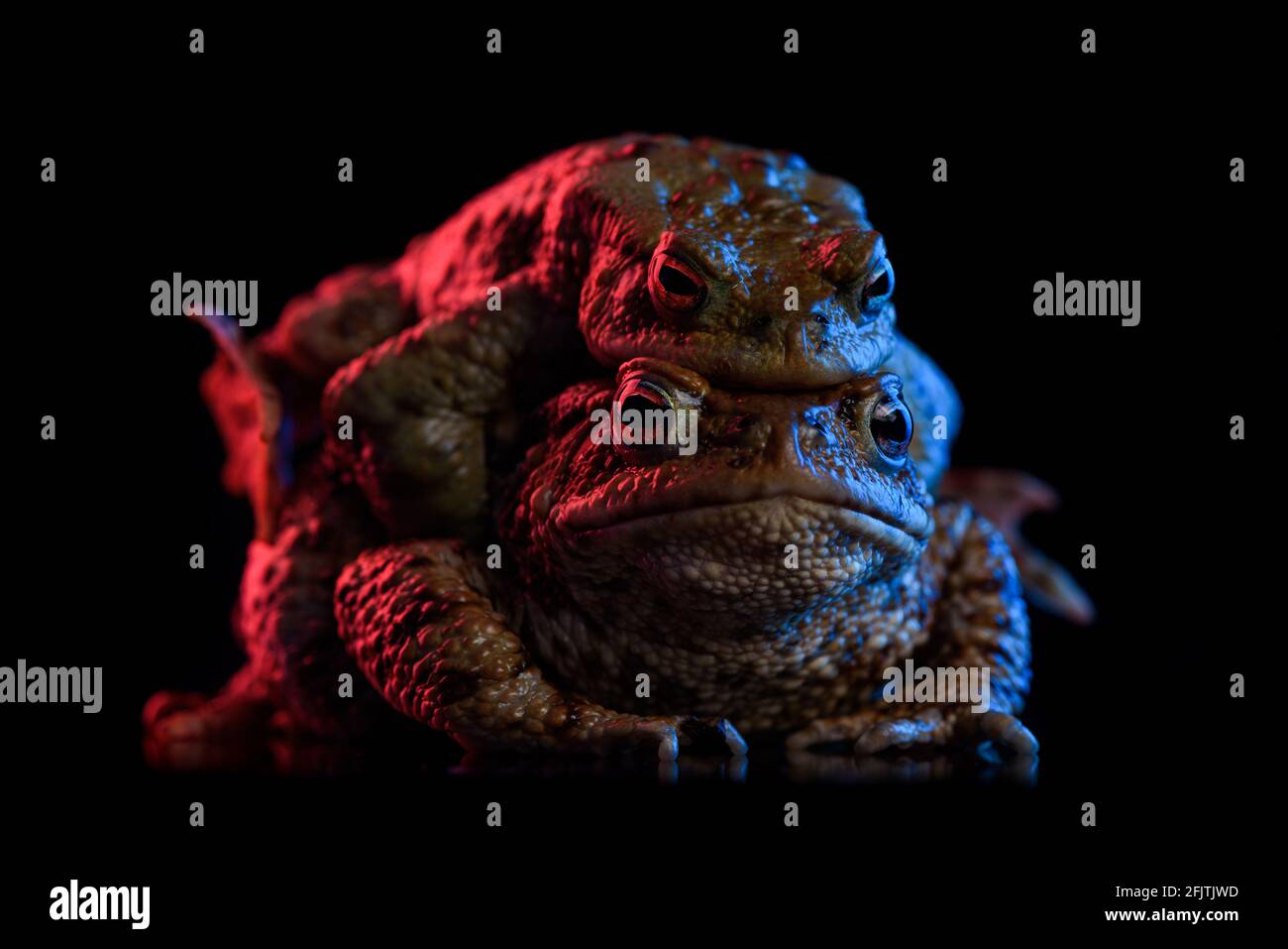 Two common toads spring mating, red and blue neon light, isolated on ...