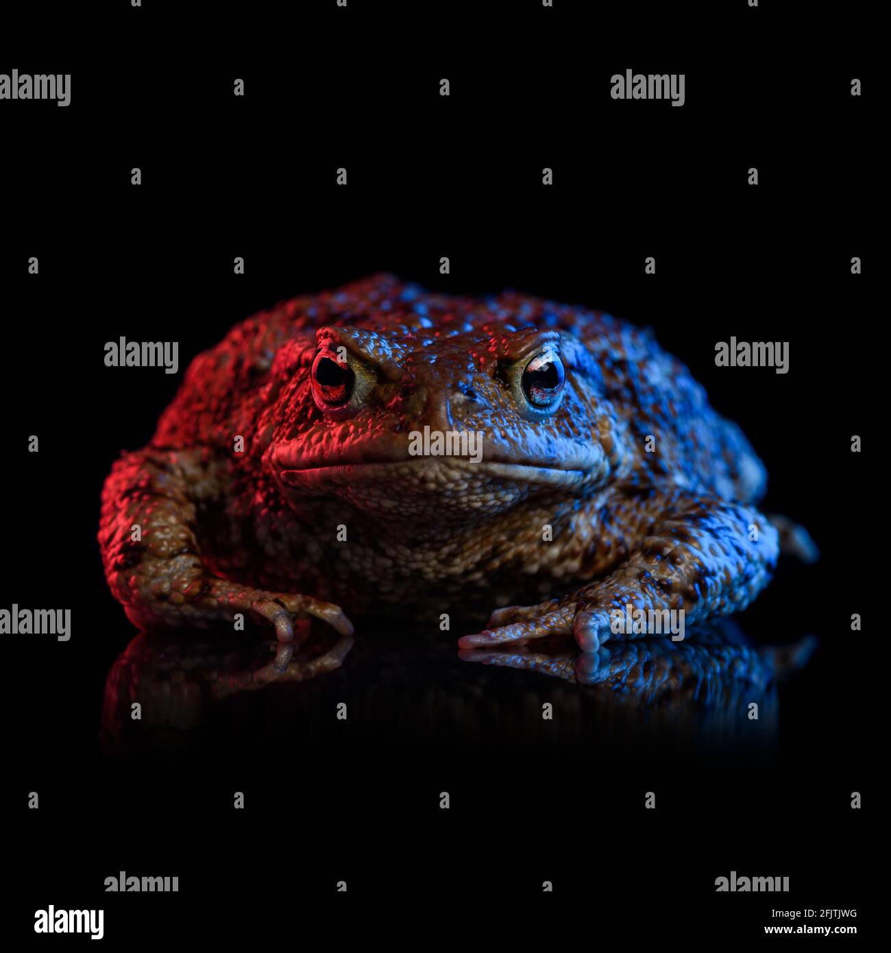 Common toad portrait in red and blue neon light isolated on black ...