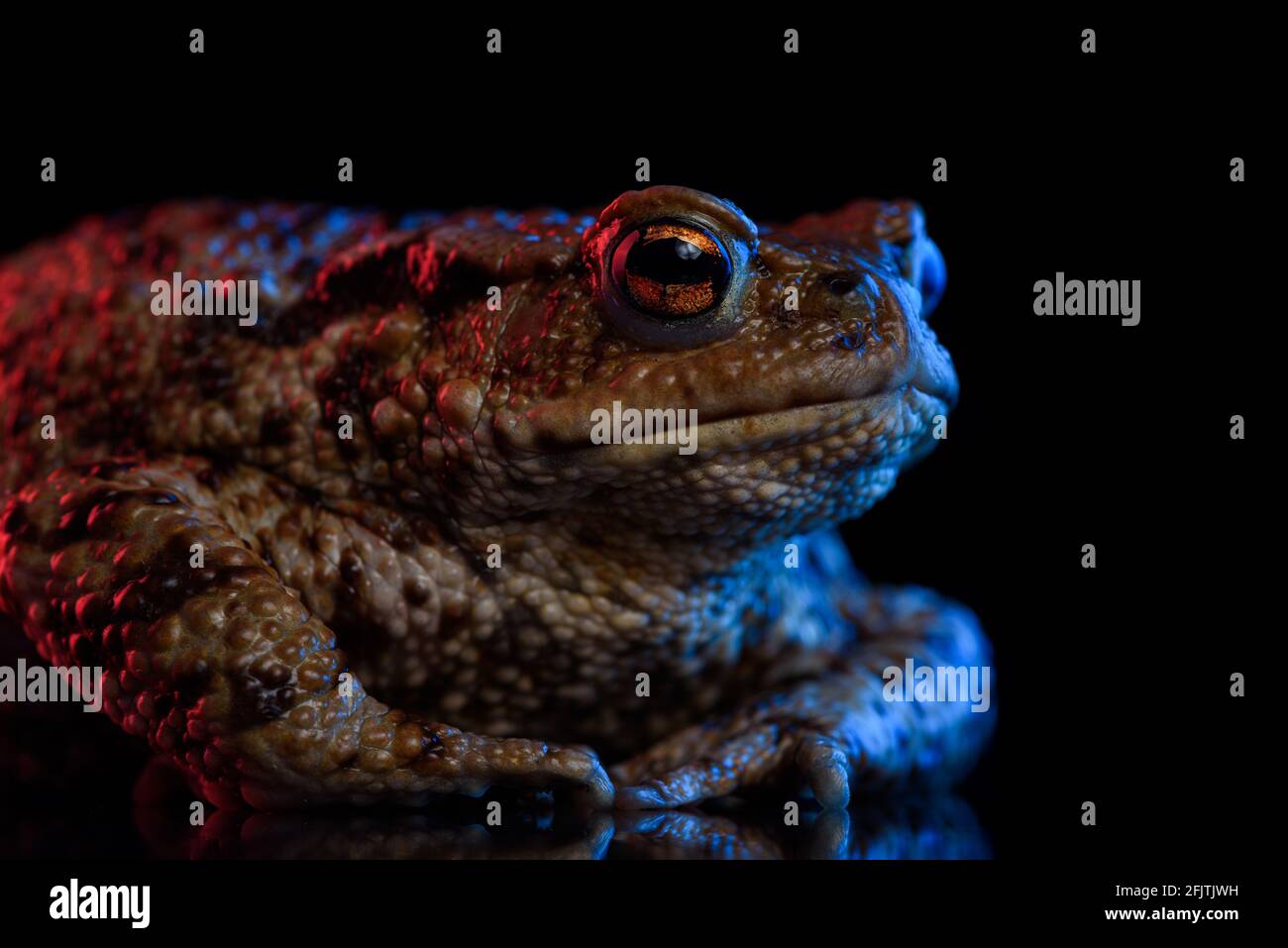 Common toad portrait in red and blue neon light isolated on black ...