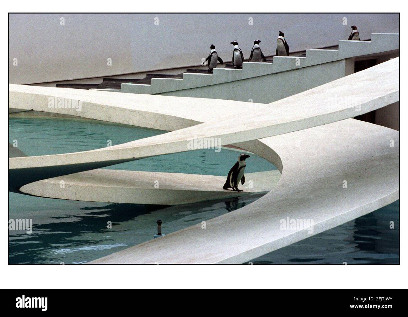 London zoo penguin house hi-res stock photography and images - Alamy