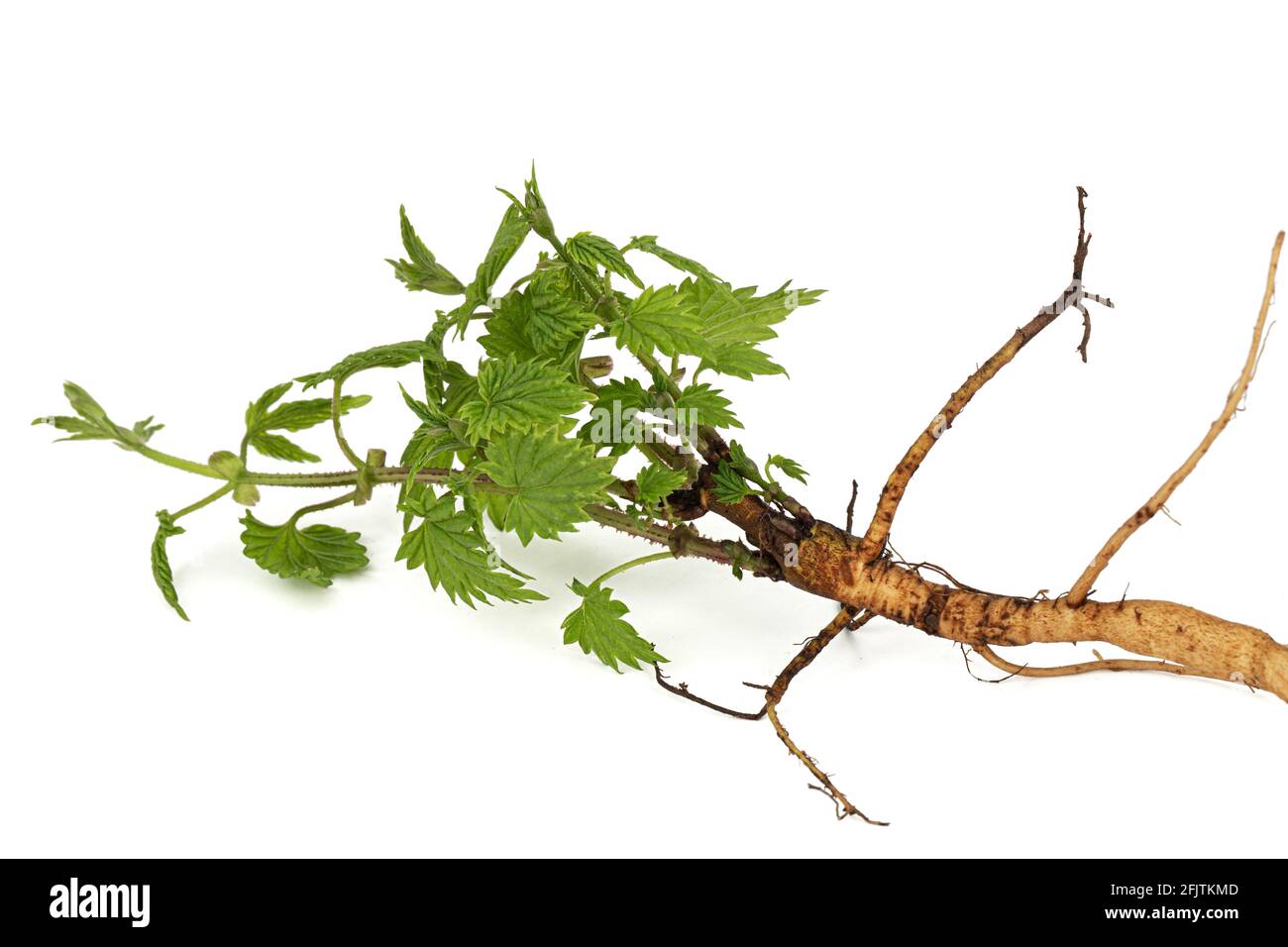 oung hop sprout with green leaves and root, isolated on white ...