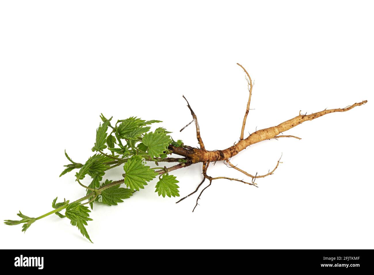 oung hop sprout with green leaves and root, isolated on white ...