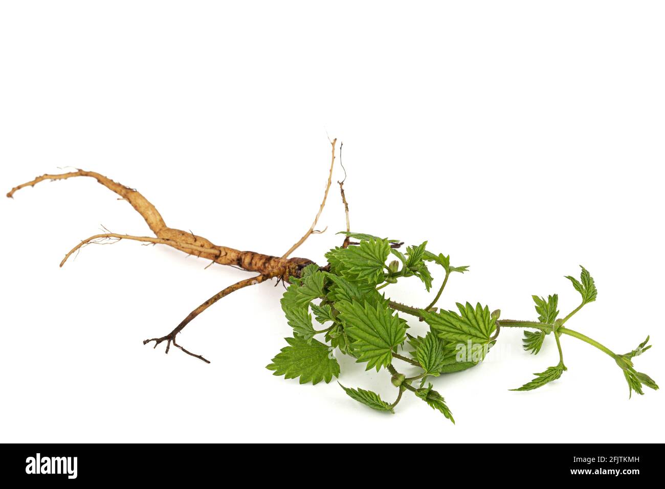 oung hop sprout with green leaves and root, isolated on white ...