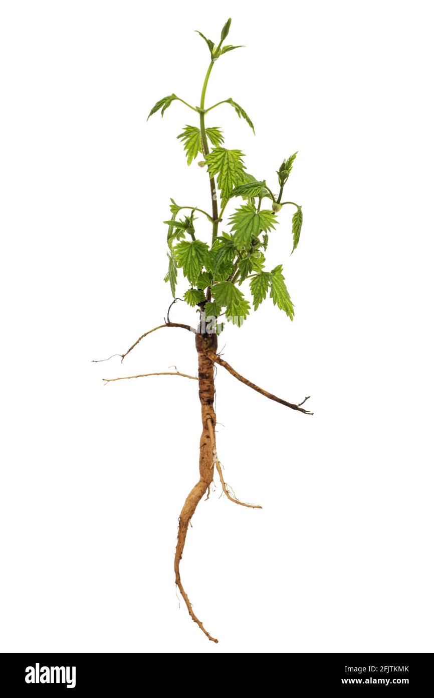 oung hop sprout with green leaves and root, isolated on white ...