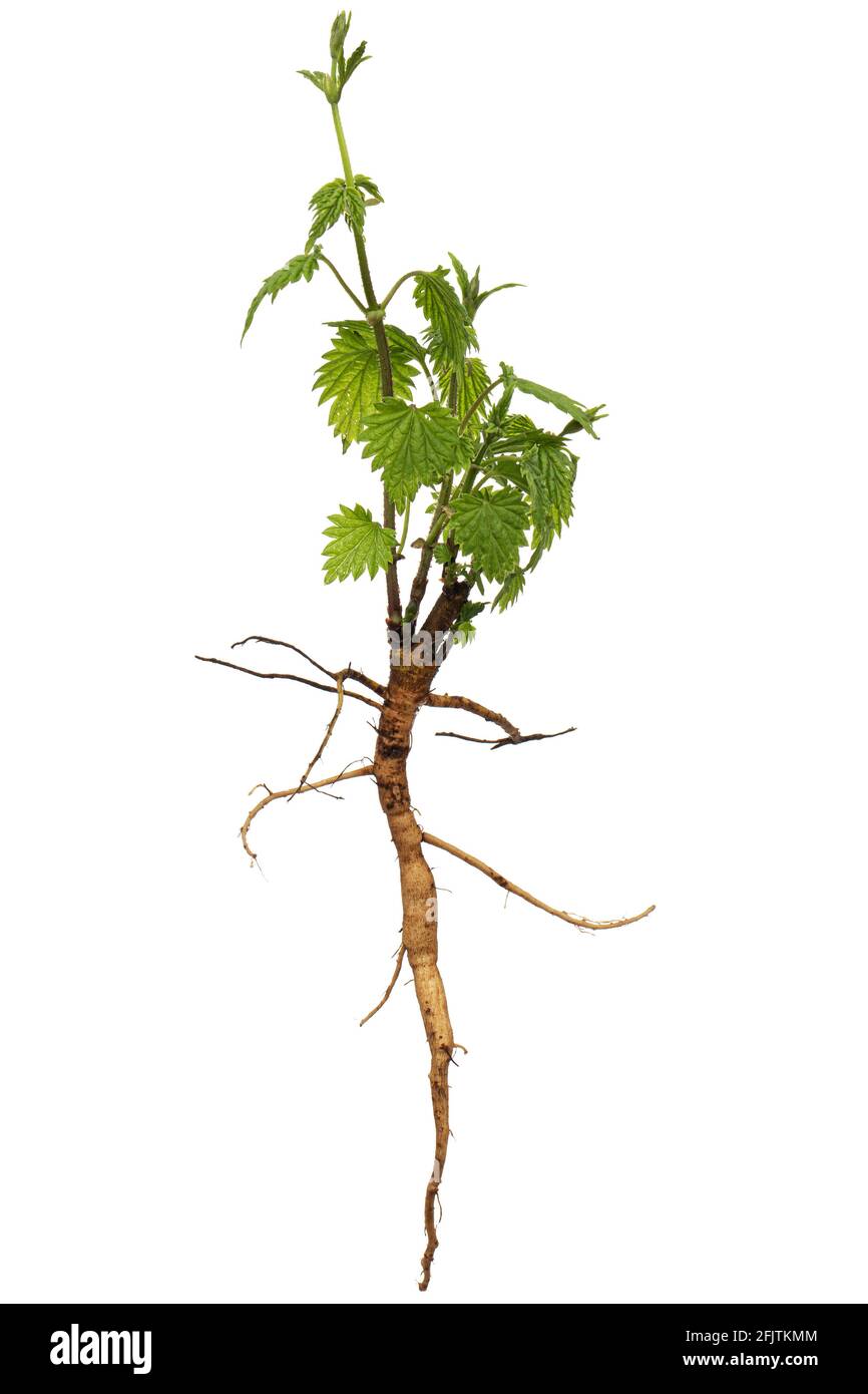 oung hop sprout with green leaves and root, isolated on white ...